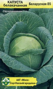 белокачанная капуста Белорусская 85 сорт семена, фото, описание ...